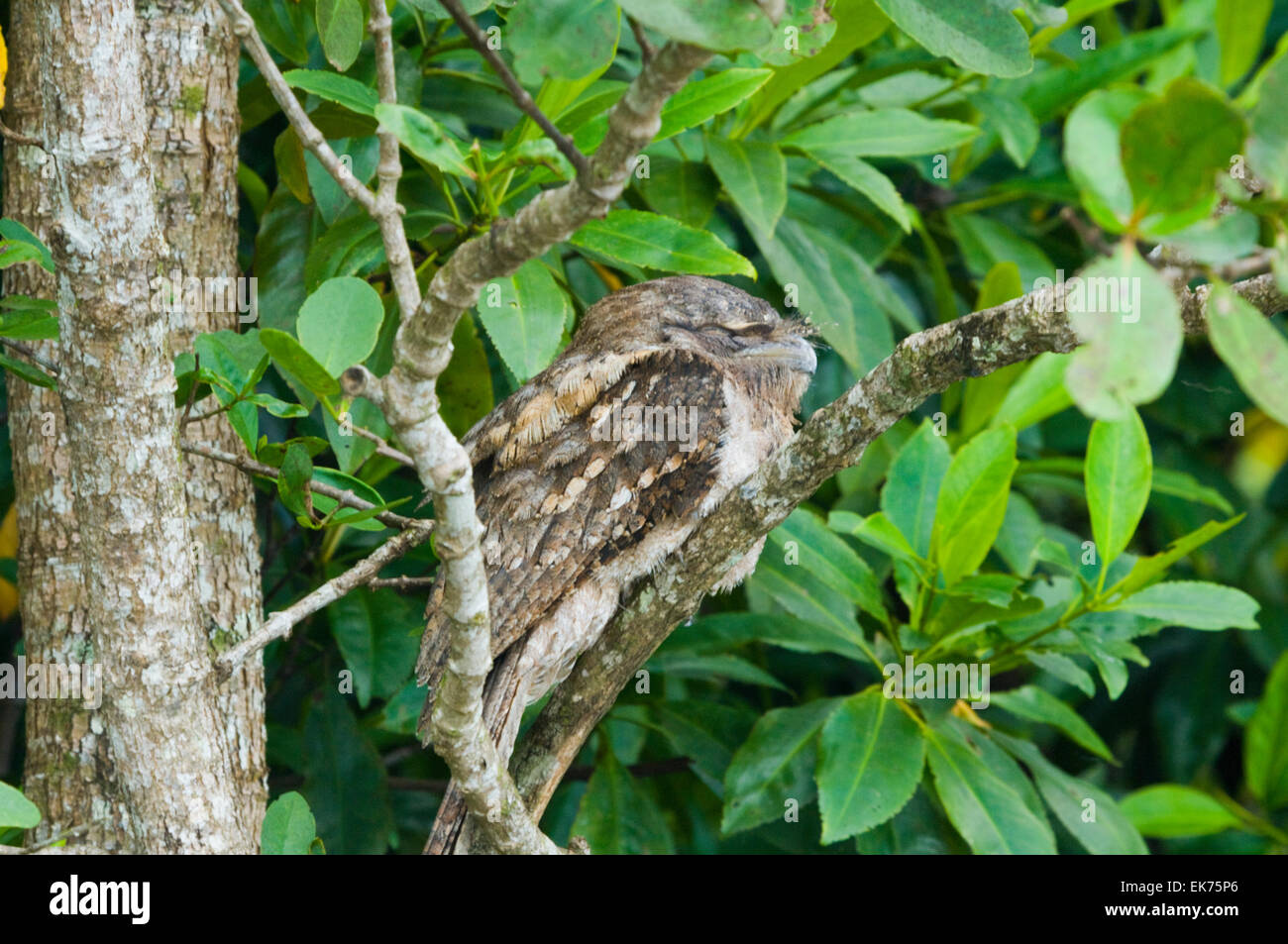Papuan Frogmouth (Podargus papuensis), Queensland, Australia Stock ...