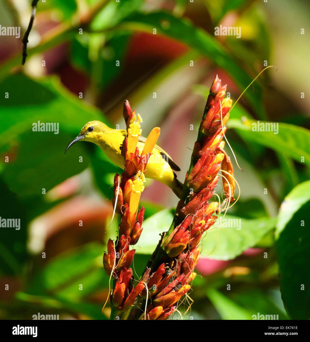 Female Yellow-bellied Sunbird or Olive-backed Sunbird (Nectarinia ...