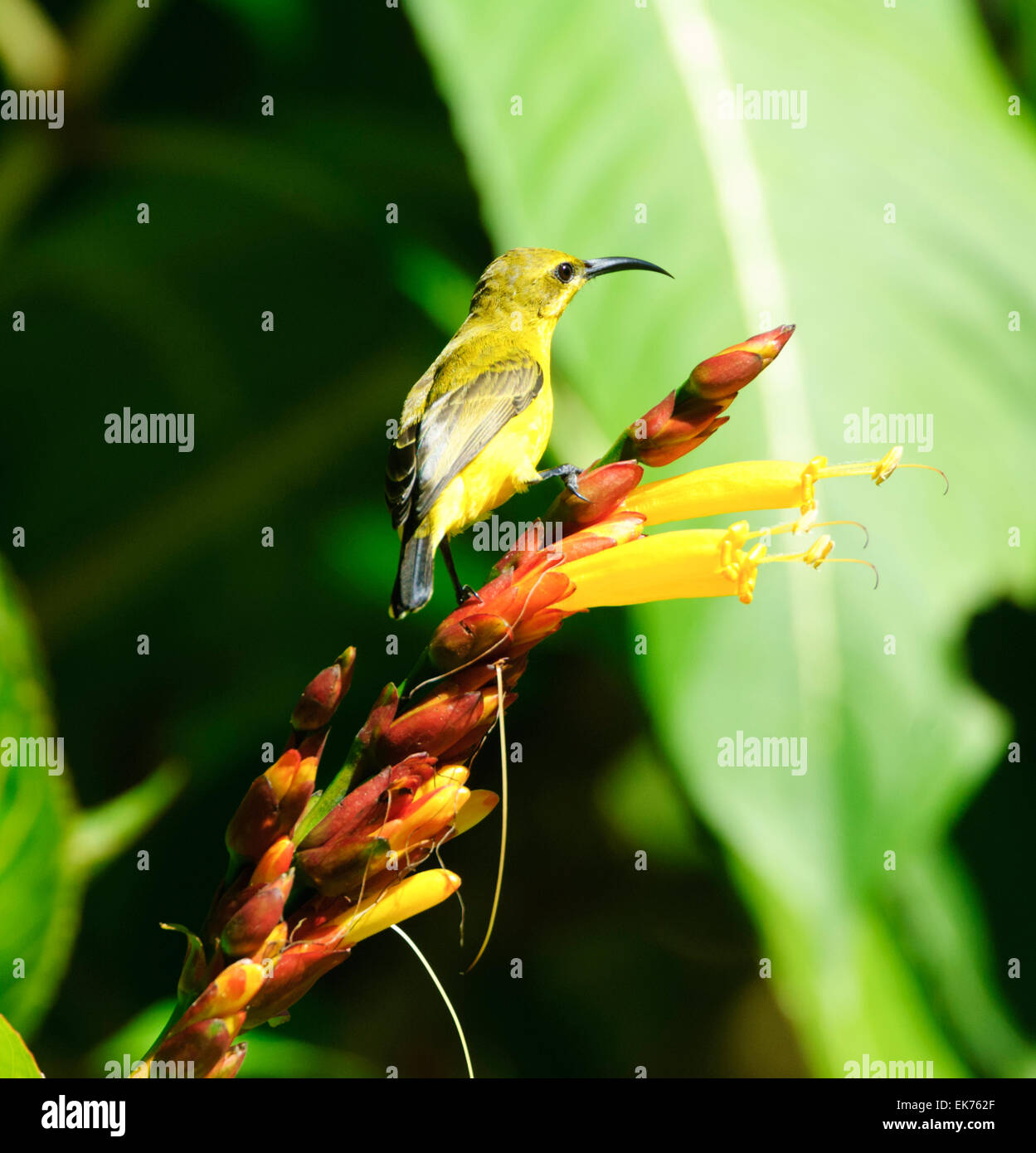 Female Yellow-bellied Sunbird or Olive-backed Sunbird (Nectarinia ...