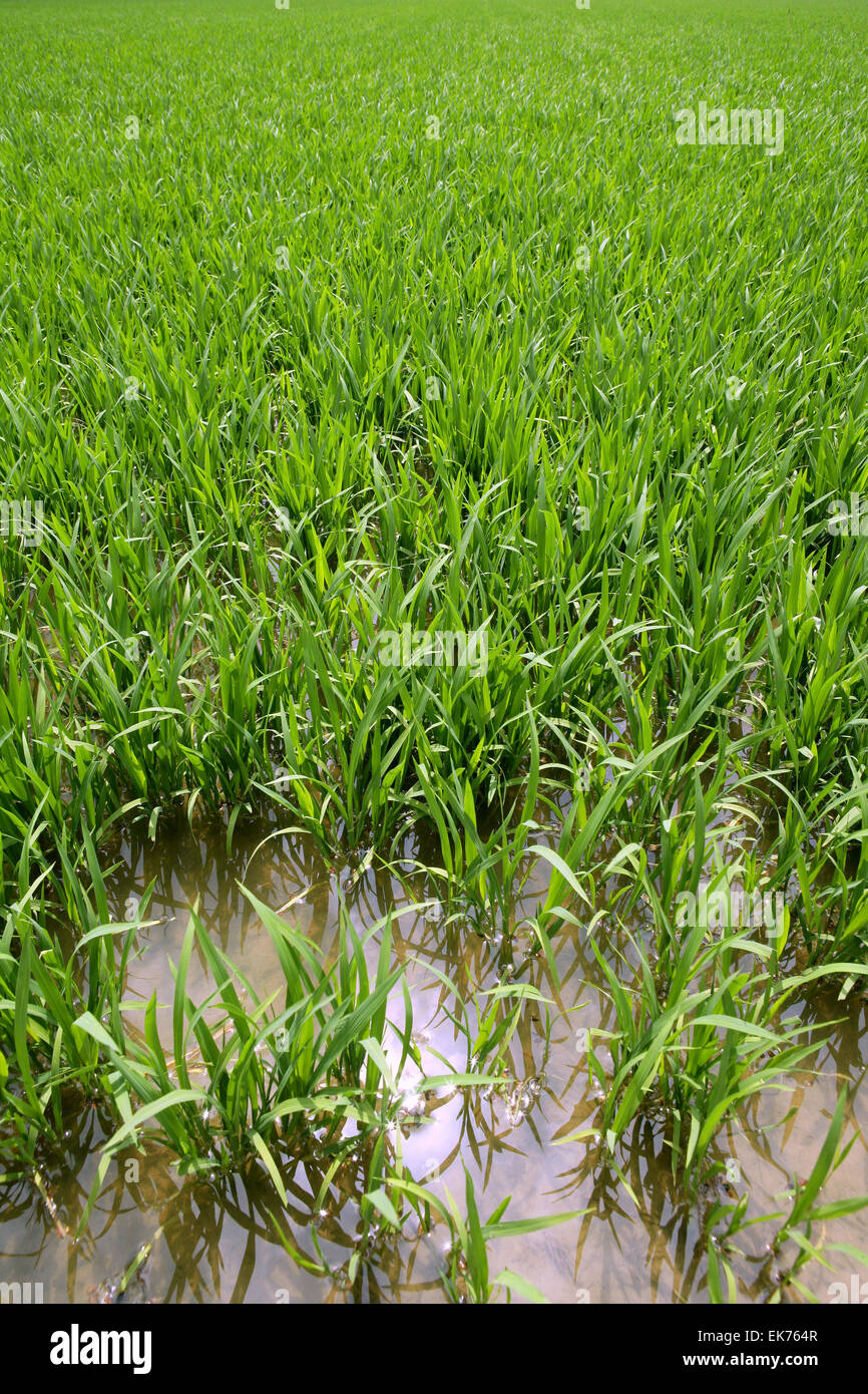 Green rice plants in irrigation spring fields Stock Photo - Alamy