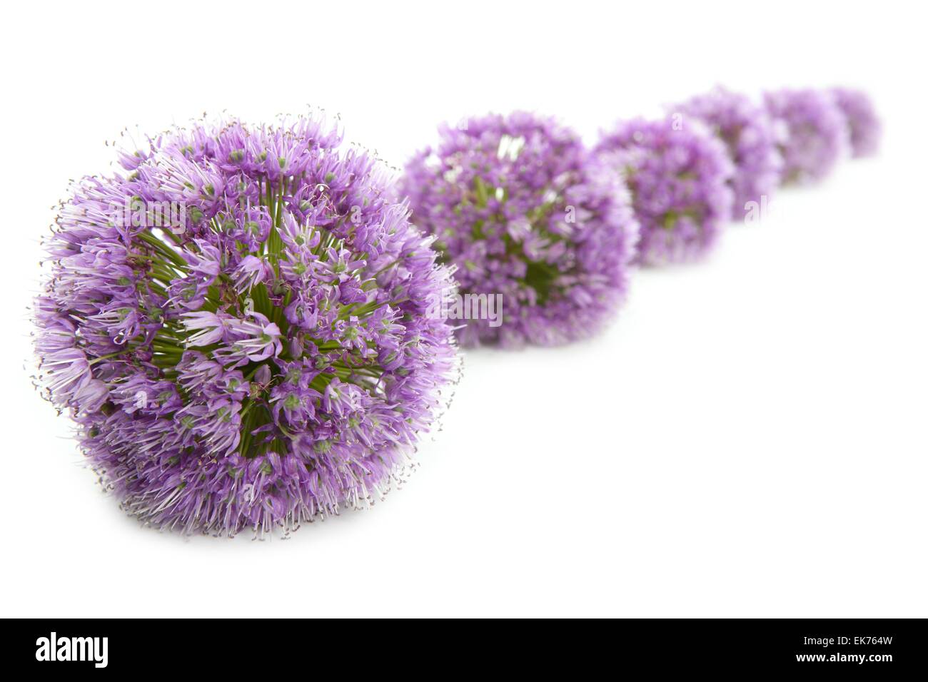 Purple allium flower in Cut Out Stock Images & Pictures - Alamy