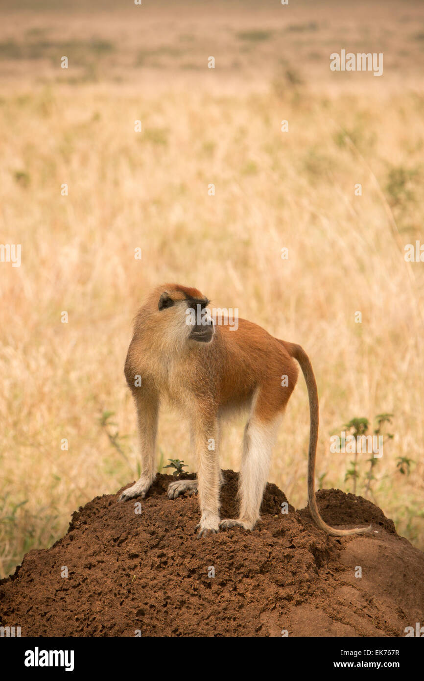 Patas monkey atop a termite mound at Kidepo Valley National Park in ...
