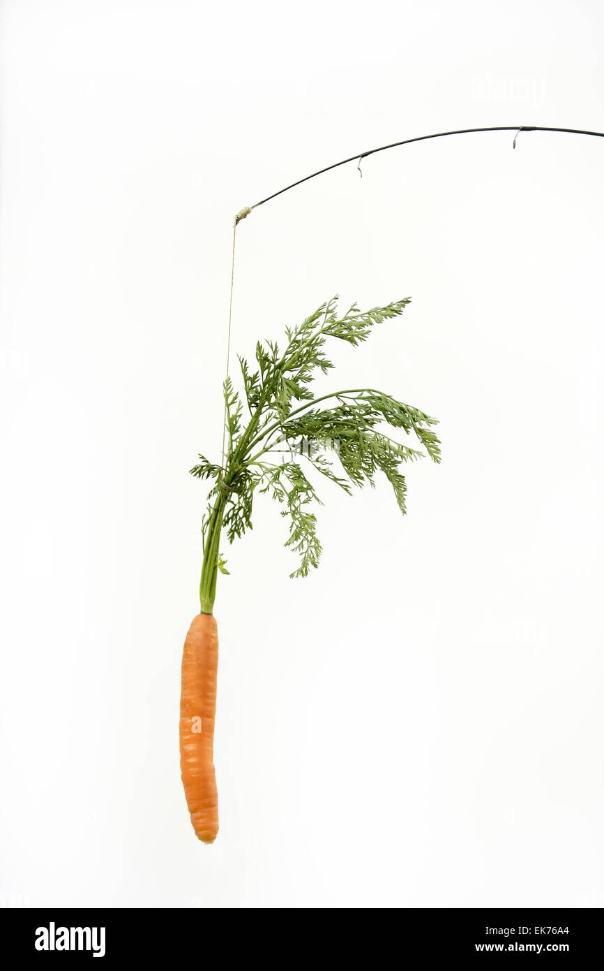 Try to eat the carrot rabbit trap Stock Photo - Alamy