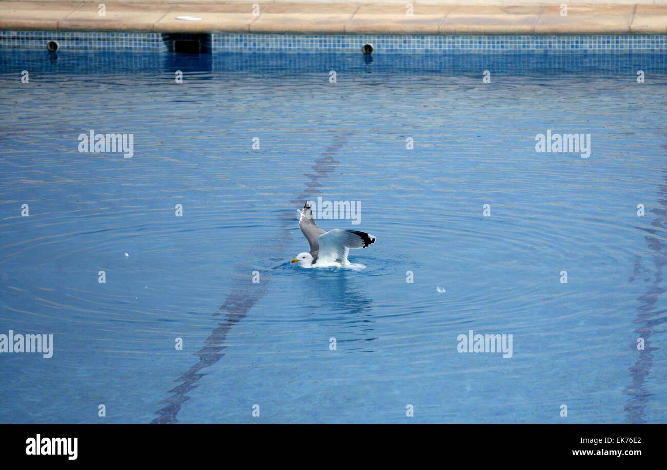 Seagull swiming relaxed in vacation pool Stock Photo - Alamy