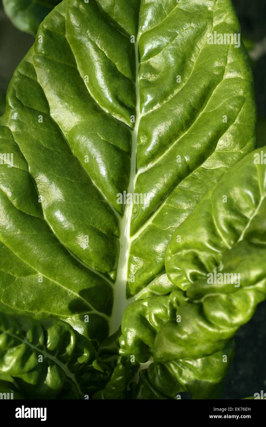 green chard cultivation in a hothouse field Stock Photo - Alamy