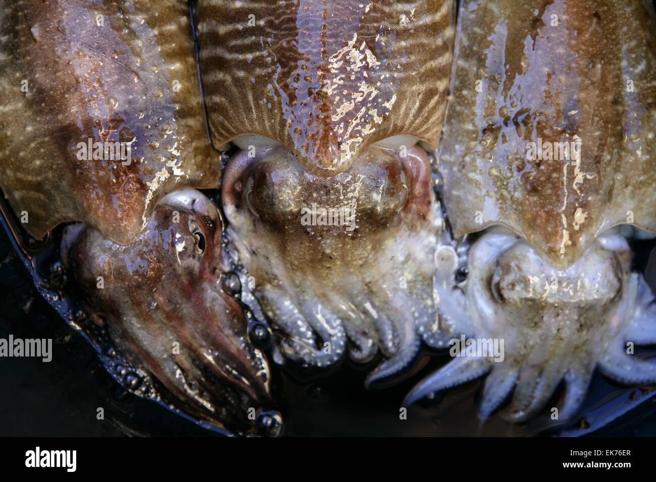 three cuttlefish squid in the marketplace Stock Photo - Alamy