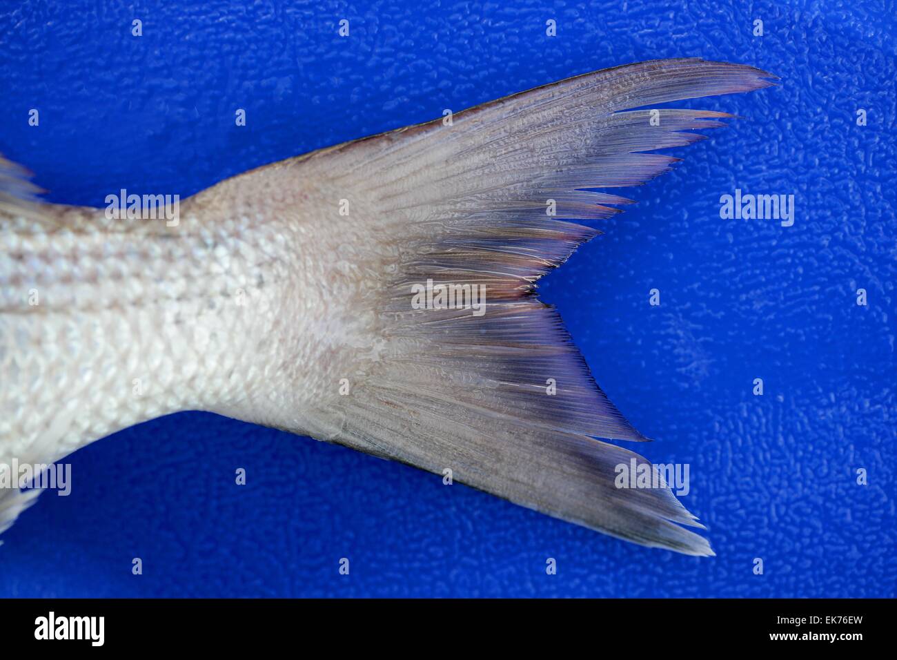 Snapper tail detail Stock Photo - Alamy