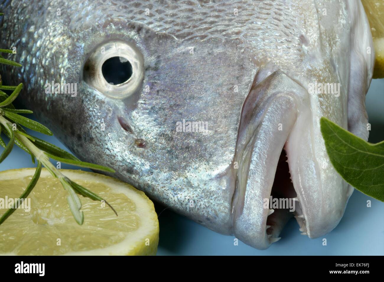 Denton, Mediterranean sparus fish, gilthead, snapper Stock Photo - Alamy