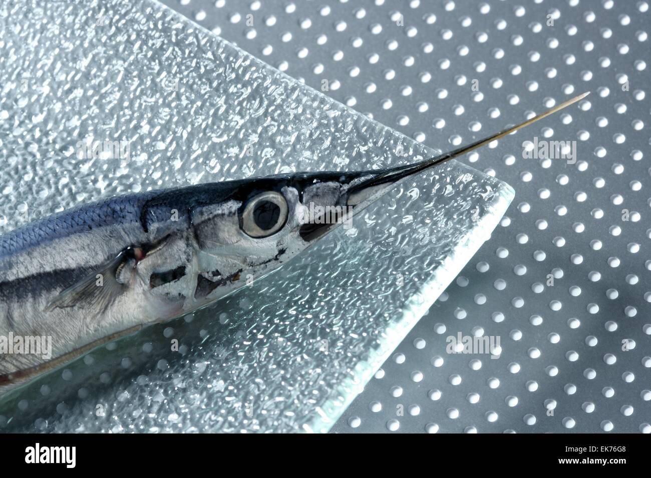Needle fish, uncooked macro studio shot Stock Photo - Alamy
