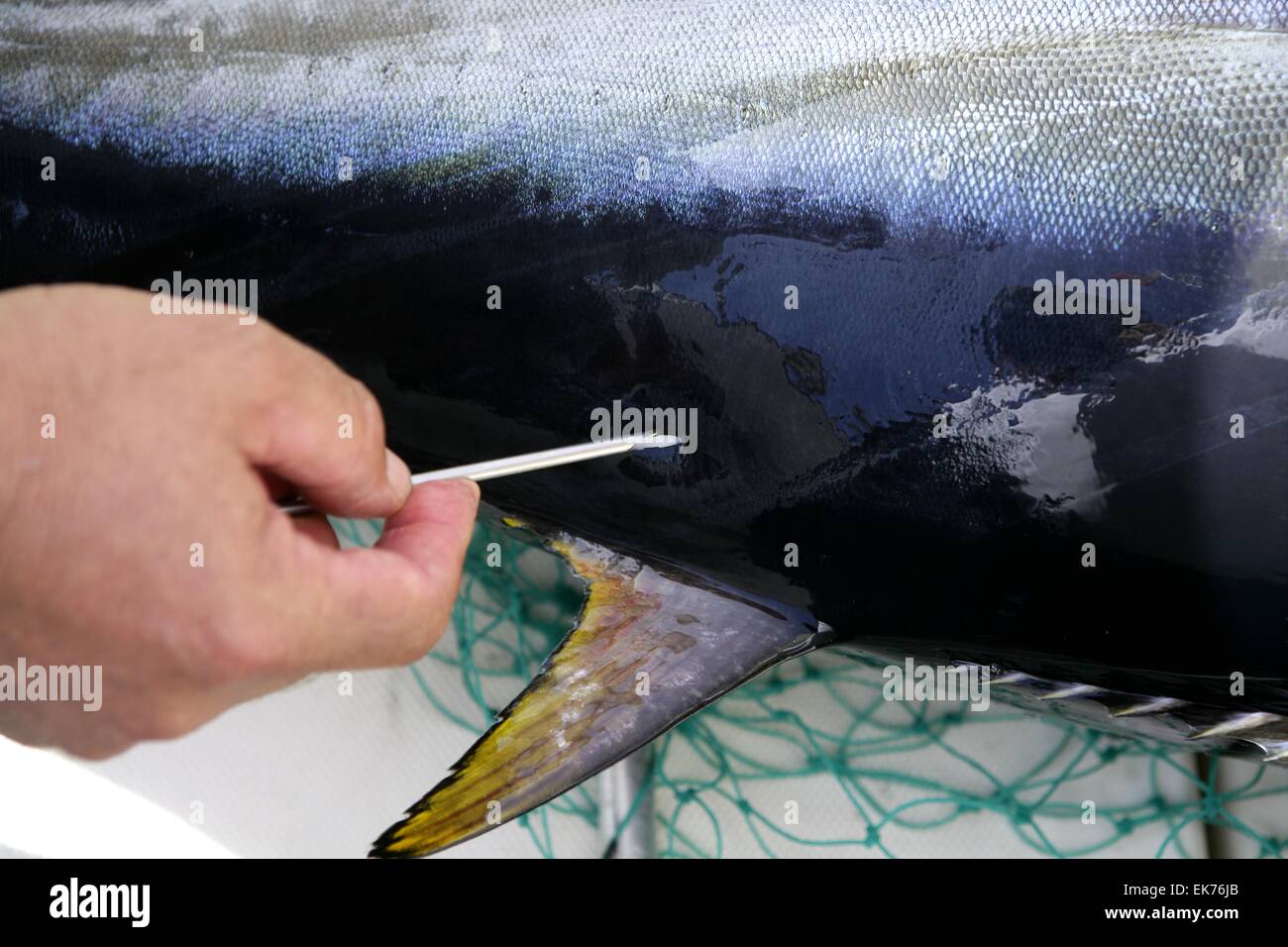 Mediterranean tuna fish mark and release Stock Photo - Alamy