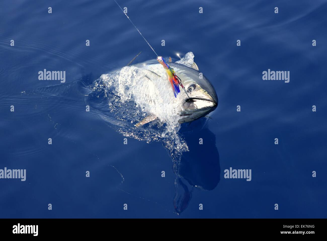 Blue fin tuna Mediterranean fishing and release Stock Photo - Alamy