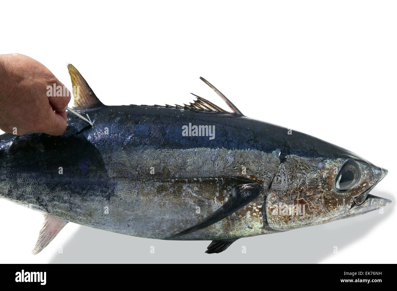 Mediterranean tuna fish mark and release Stock Photo - Alamy