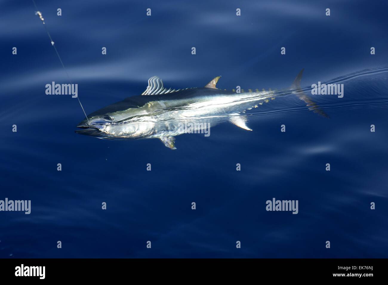 Blue fin tuna Mediterranean fishing and release Stock Photo - Alamy