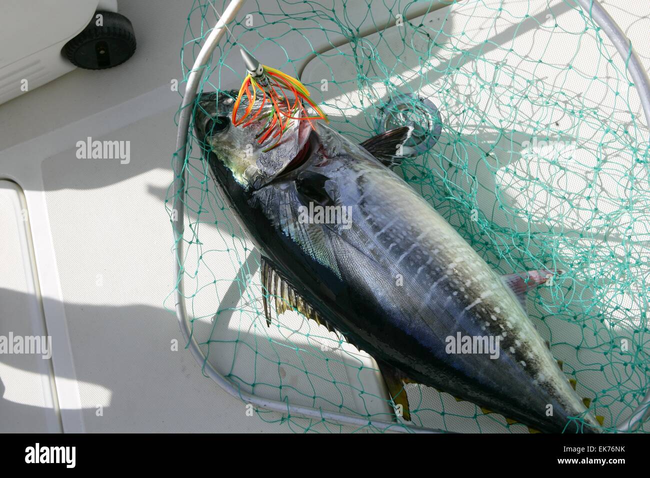 Blue fin tuna Mediterranean fishing and release Stock Photo - Alamy