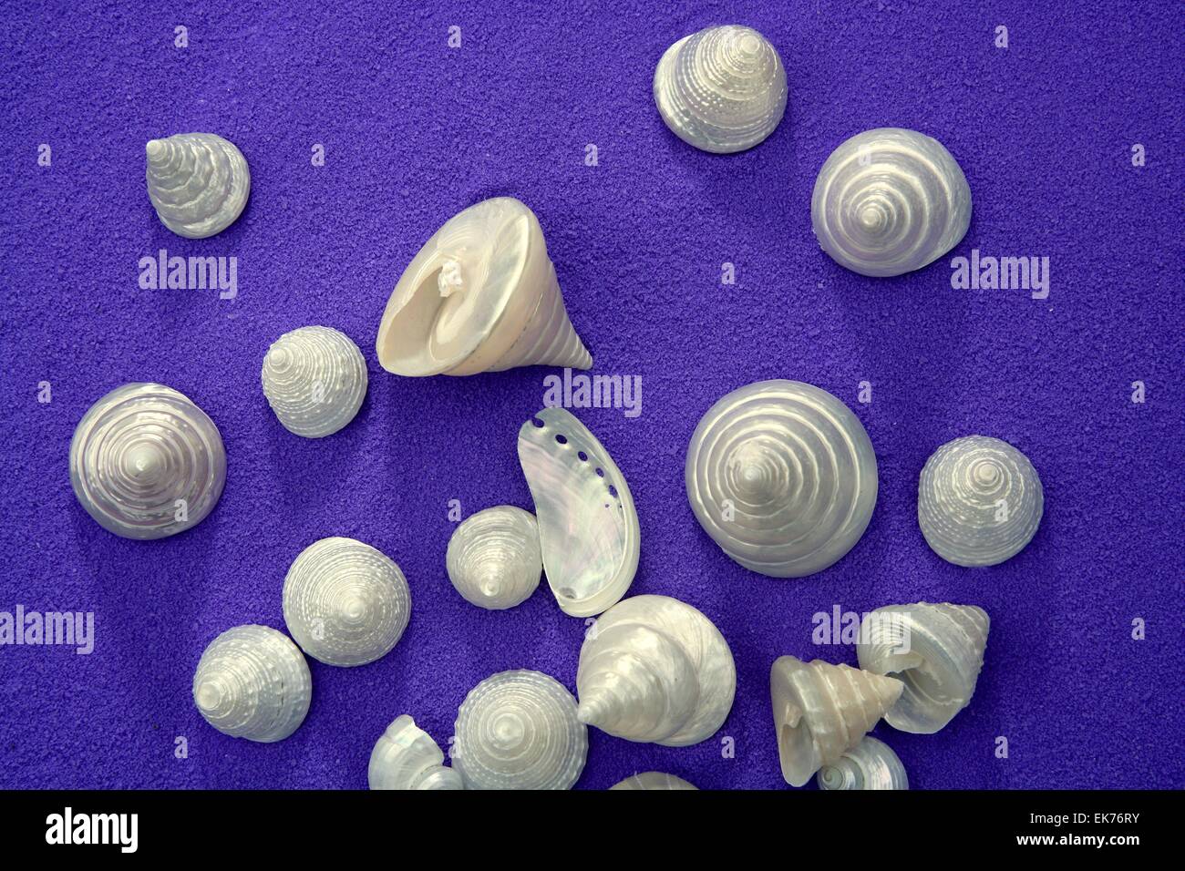 Sea shell over purple blue texture pearly winkles Stock Photo - Alamy