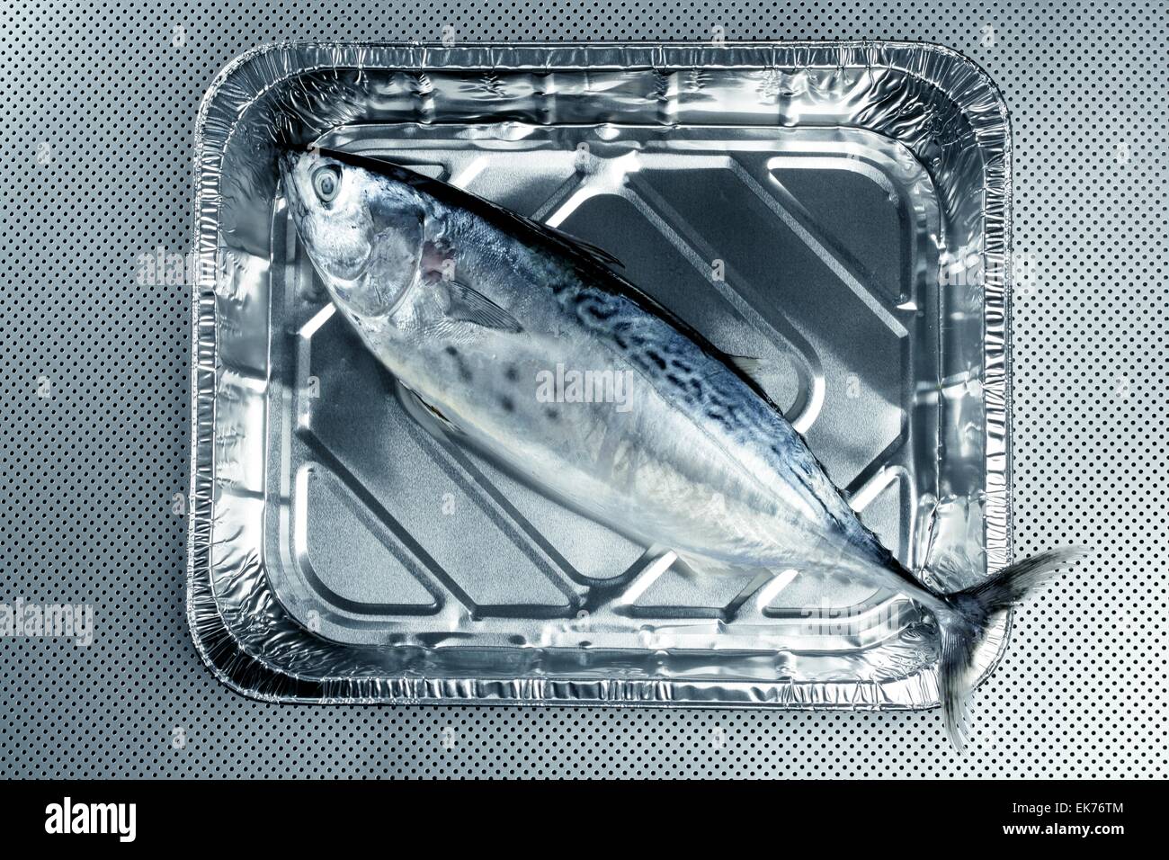 little tunny, tuna, alby, albacore, silver color Stock Photo - Alamy