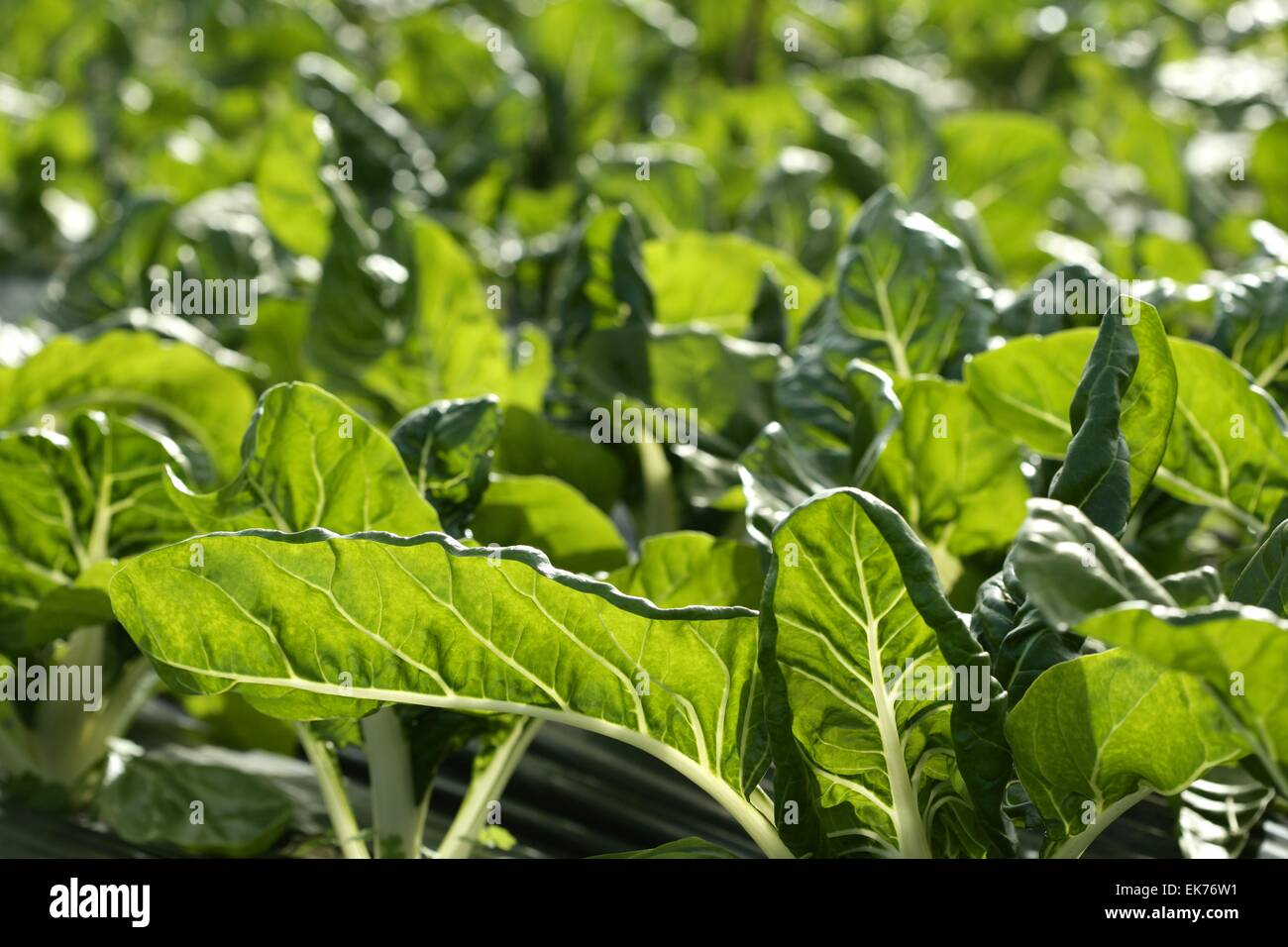 green chard cultivation in a hothouse field Stock Photo - Alamy