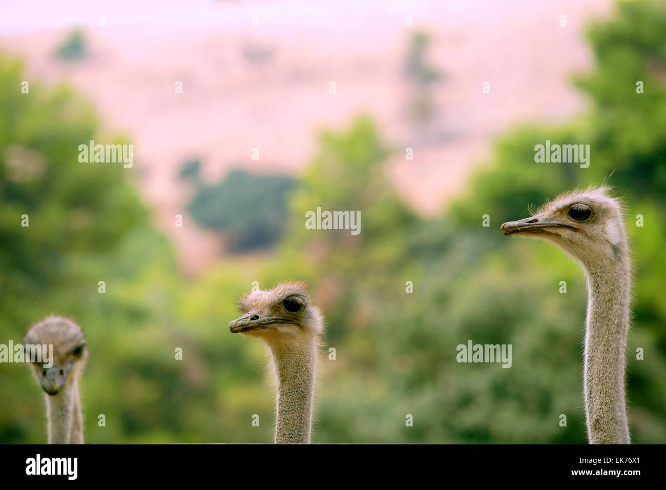 african three ostrich portrait, funny family Stock Photo - Alamy