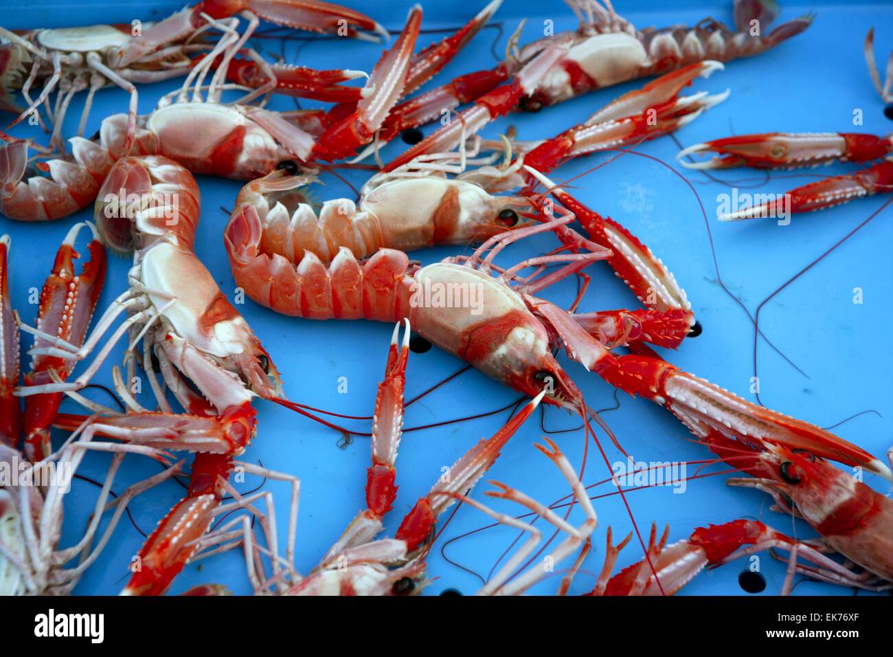 Mediterranean crustacean, Nephrops Norvegicus Stock Photo - Alamy
