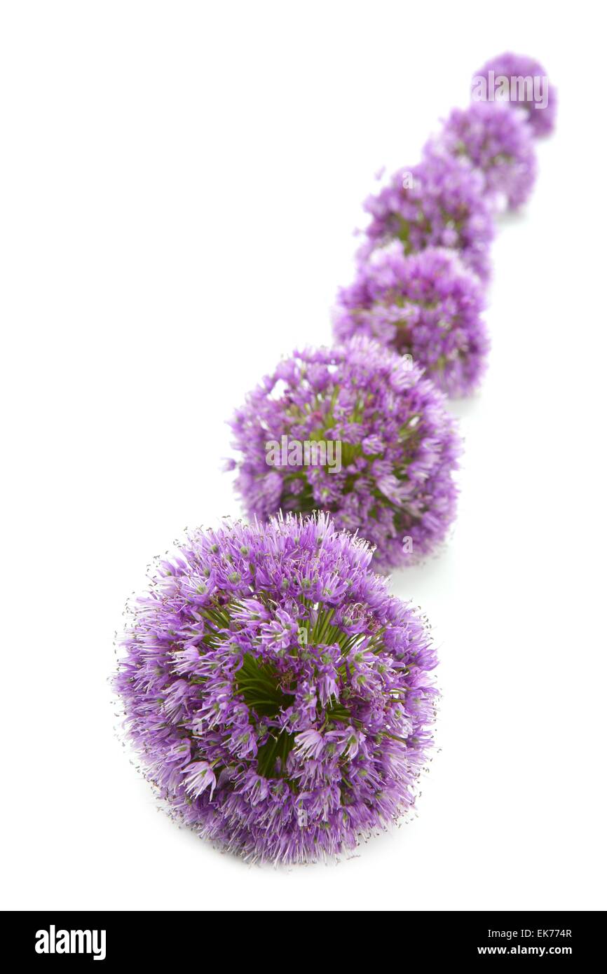 Allium giganteum perennial flower Cut Out Stock Images & Pictures - Alamy