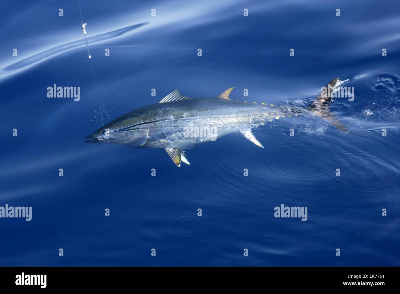 Blue fin tuna Mediterranean fishing and release Stock Photo - Alamy