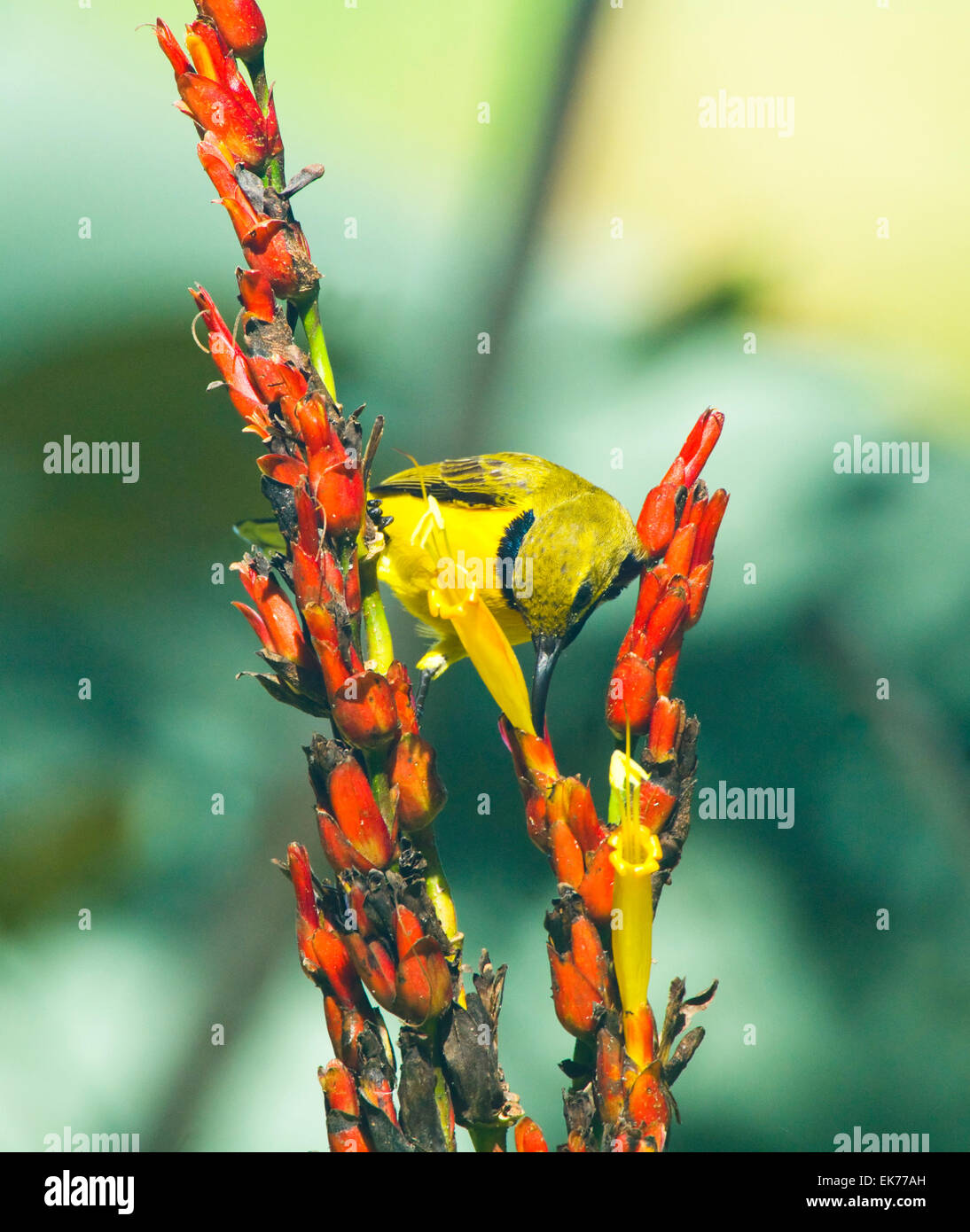 Male Yellow-bellied Sunbird or Olive-backed Sunbird (Nectarinia ...