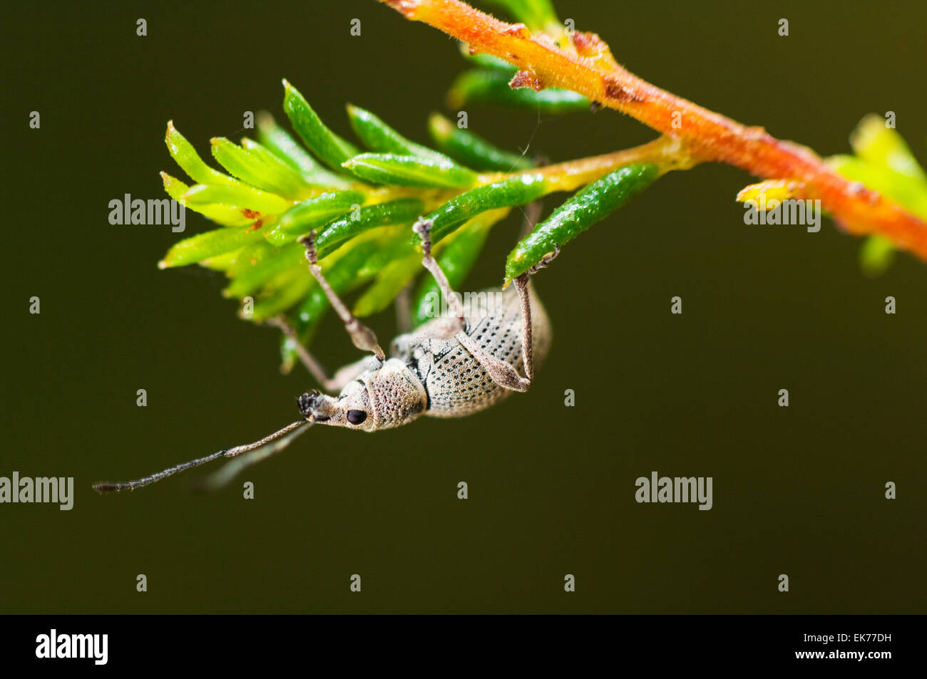 White gum tree hi-res stock photography and images - Alamy