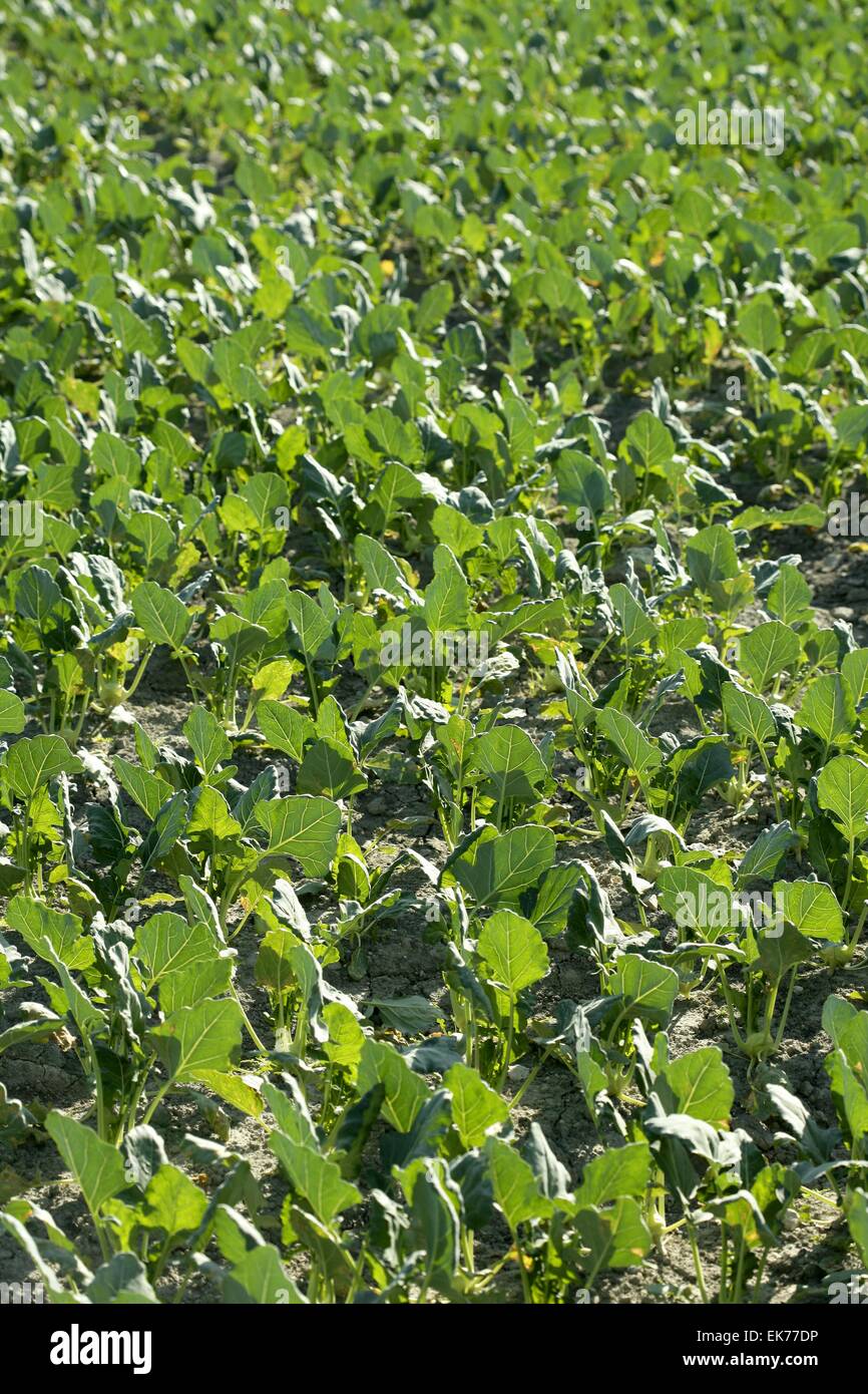 Baby cabbage green fields in Spain Stock Photo - Alamy