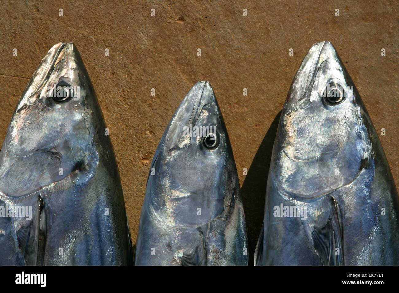 Bonito, skipjack tuna, Sarda Sarda in a row Stock Photo - Alamy