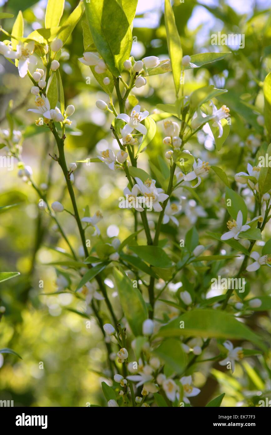 Orange tree flowers during spring Stock Photo - Alamy