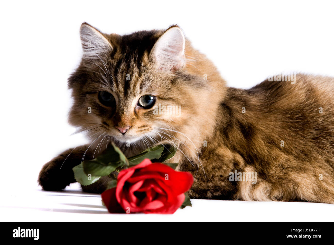 Young cat with a rose Stock Photo - Alamy