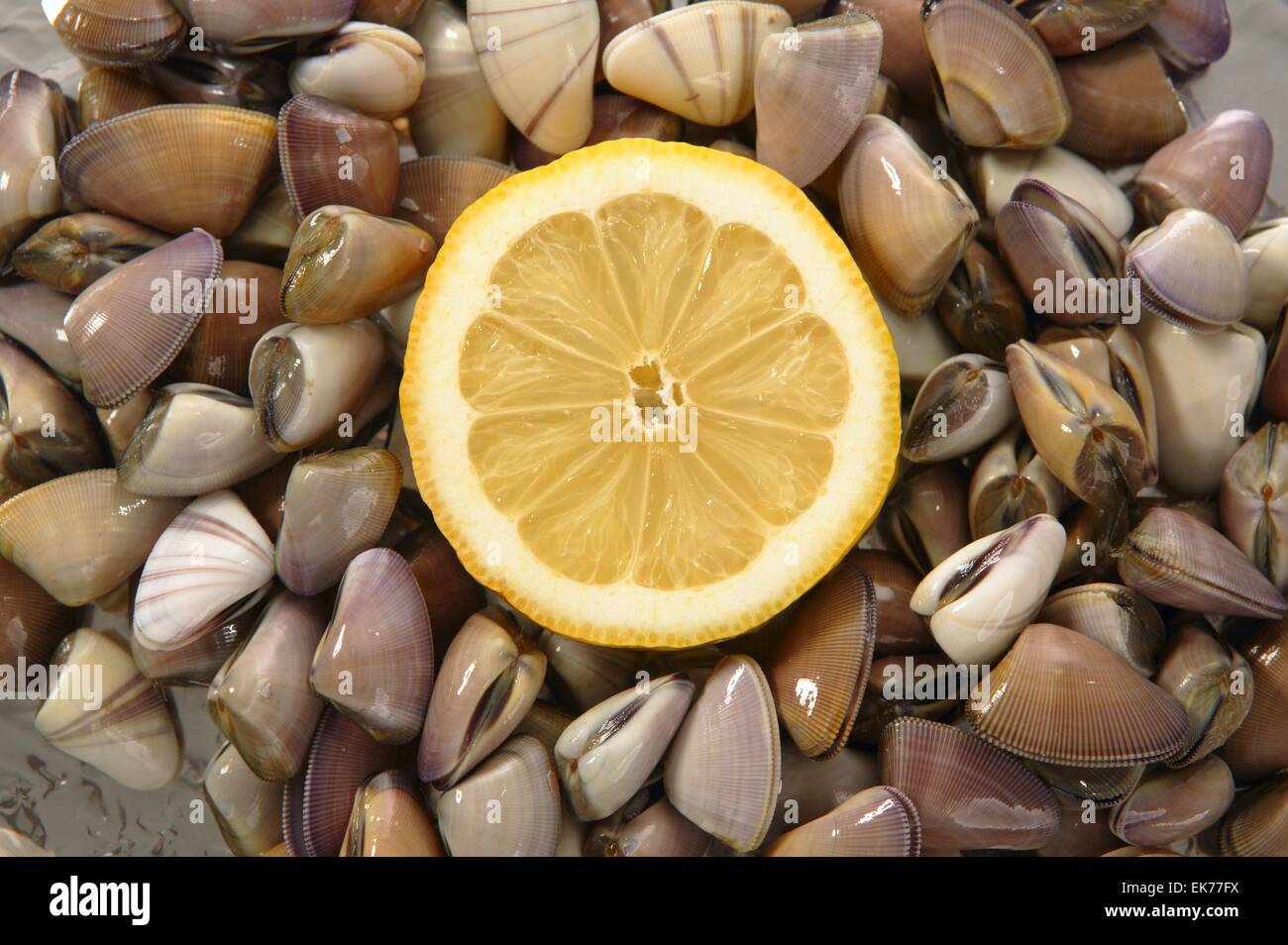 Tellin shells hi-res stock photography and images - Alamy