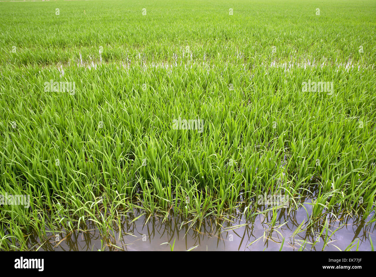Green rice plants in irrigation spring fields Stock Photo - Alamy