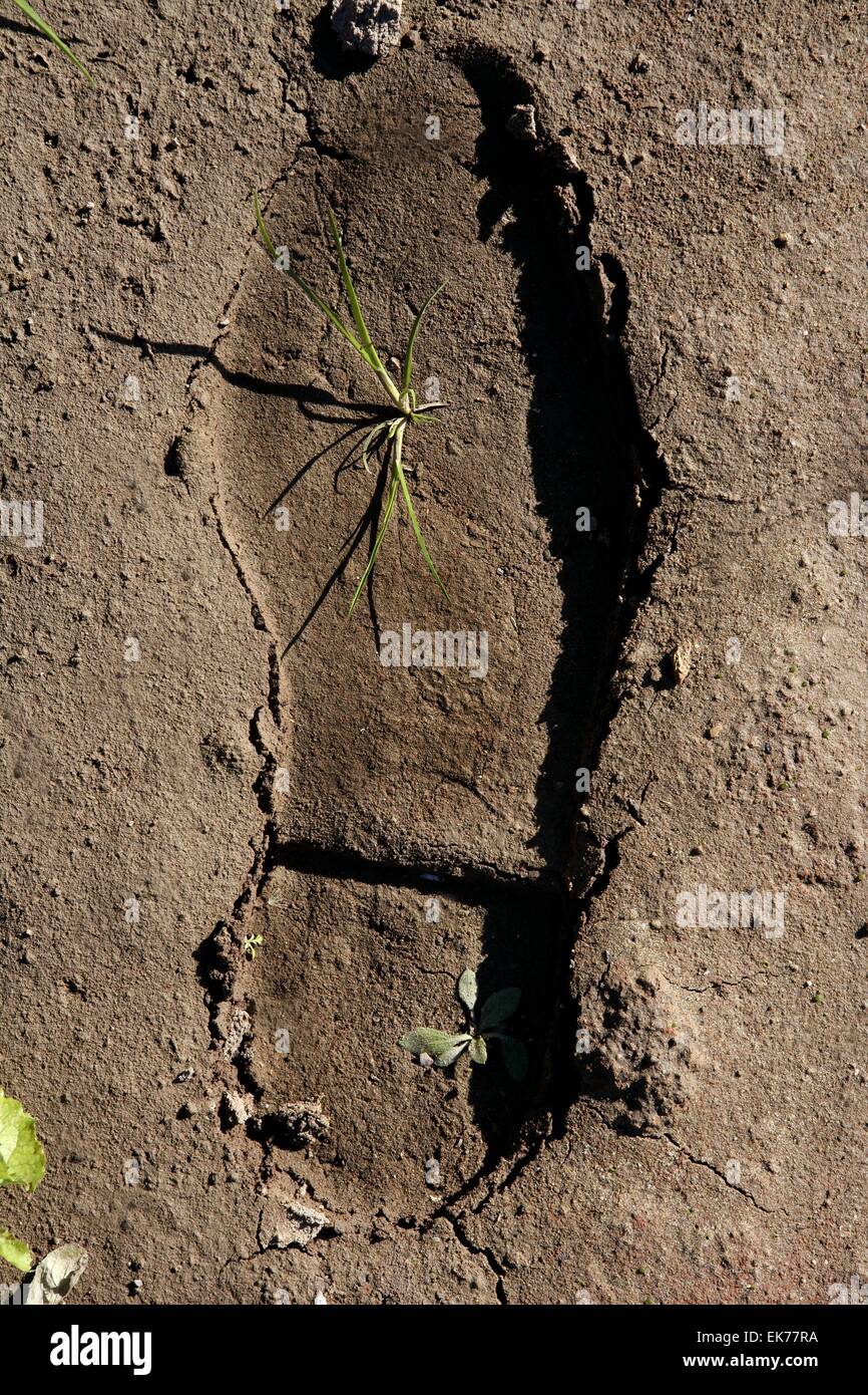 human footprint in a clay floor, plant growing inside Stock Photo - Alamy