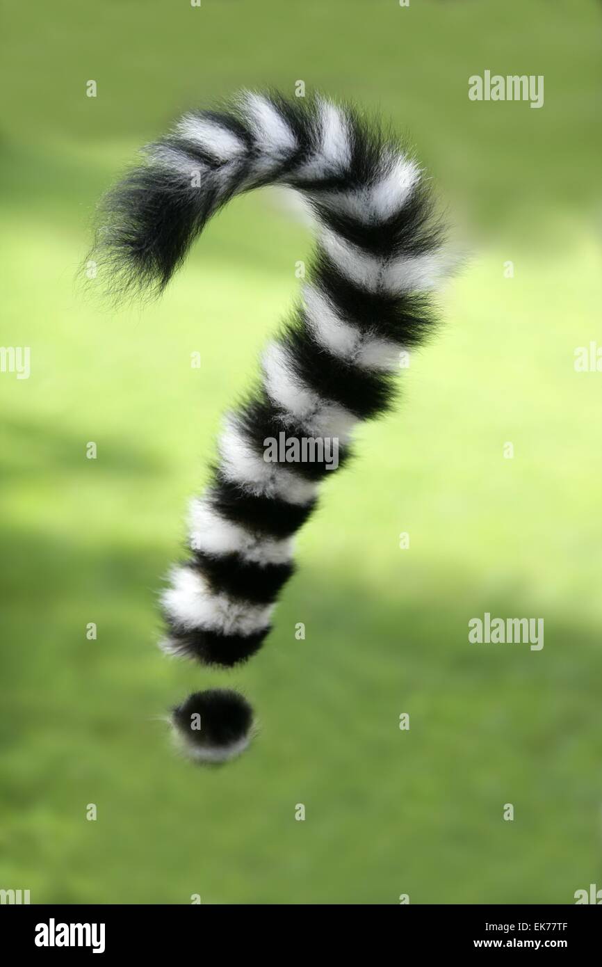 Ring tailed lemur from Madagascar. Question mark shape tail Stock Photo ...