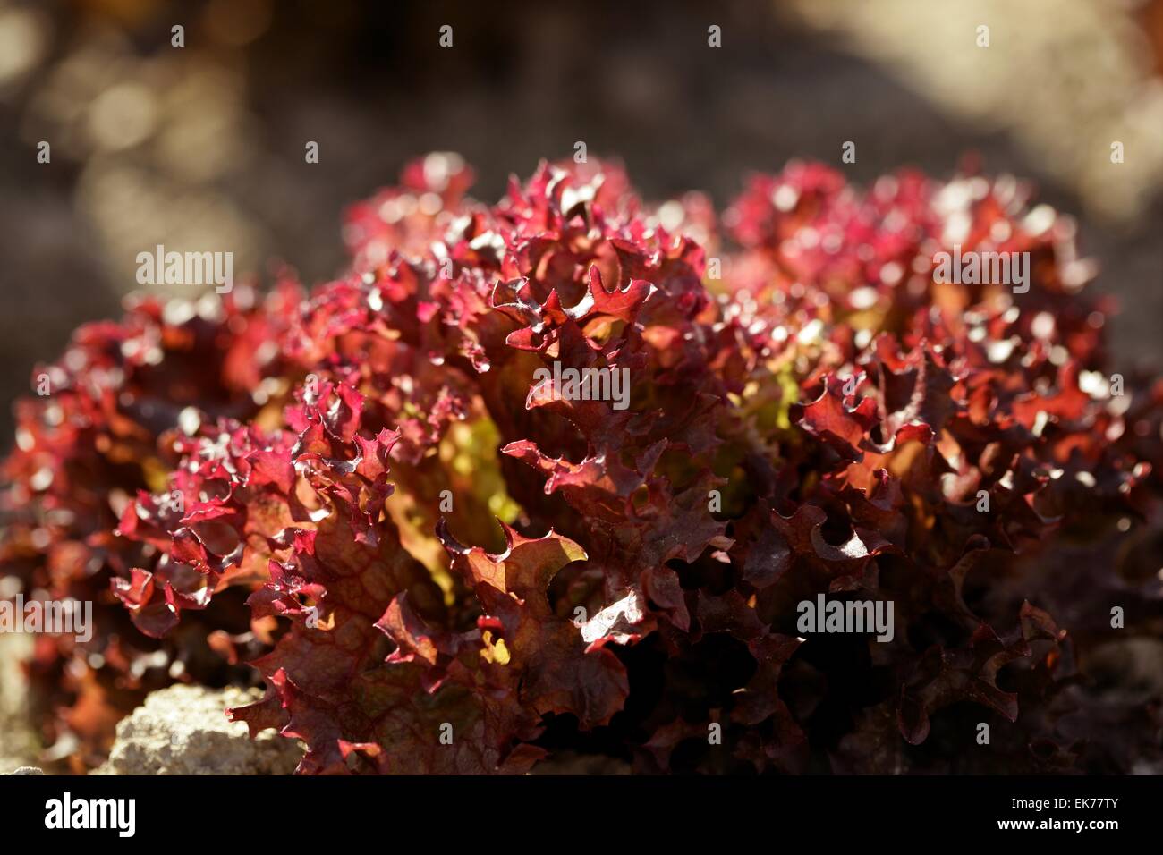 Red little baby lettuce hi-res stock photography and images - Alamy