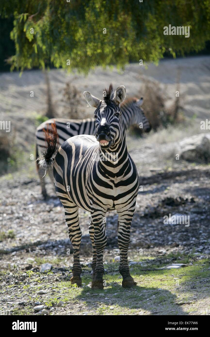 Zebra laughing, funny animal image Stock Photo - Alamy