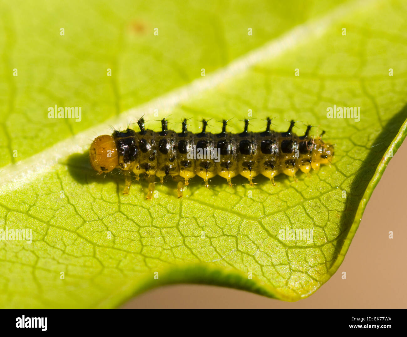 Sawfly larva hi-res stock photography and images - Alamy