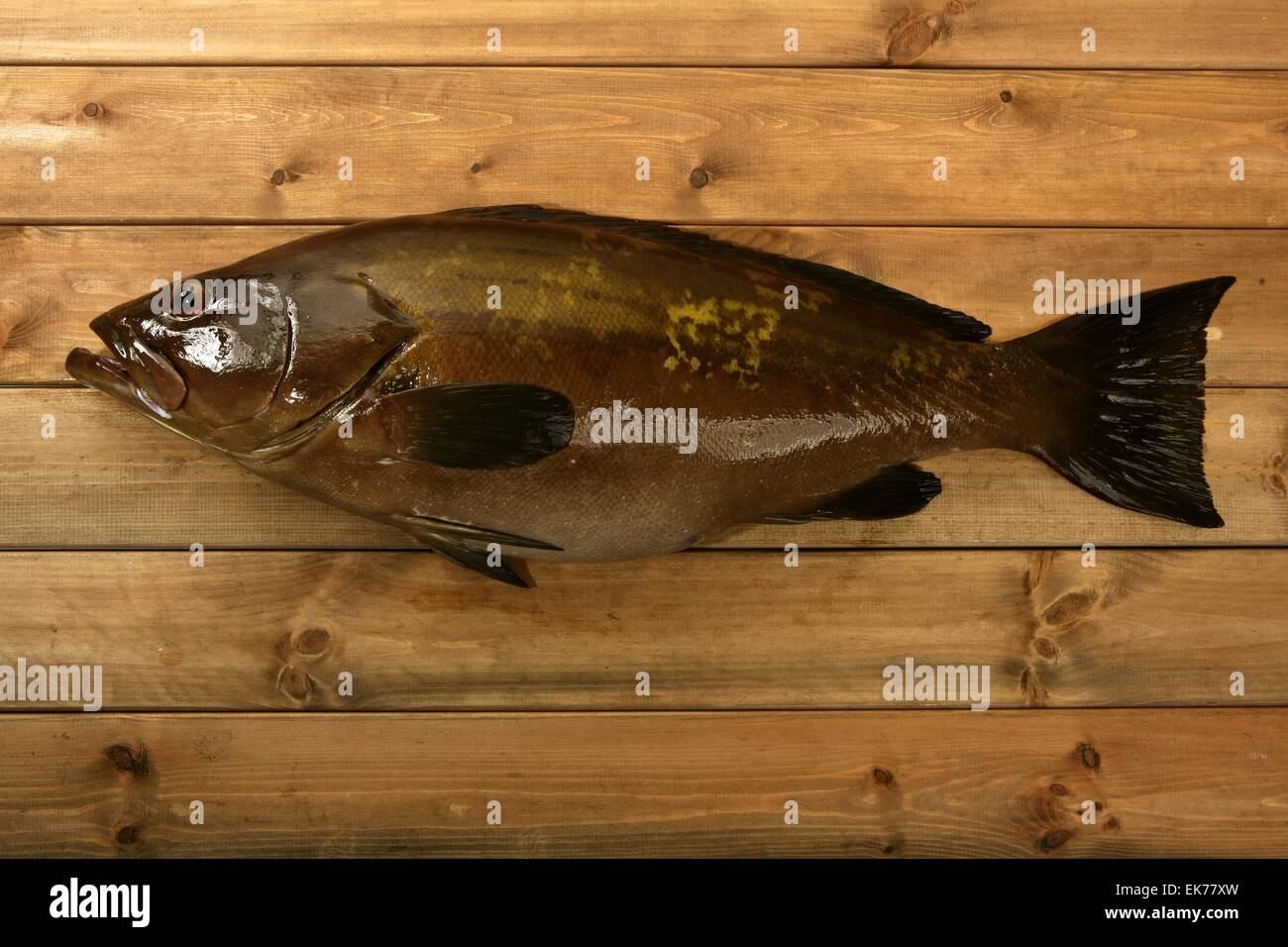 Grouper fish seafood, fishing catch over wood Stock Photo - Alamy
