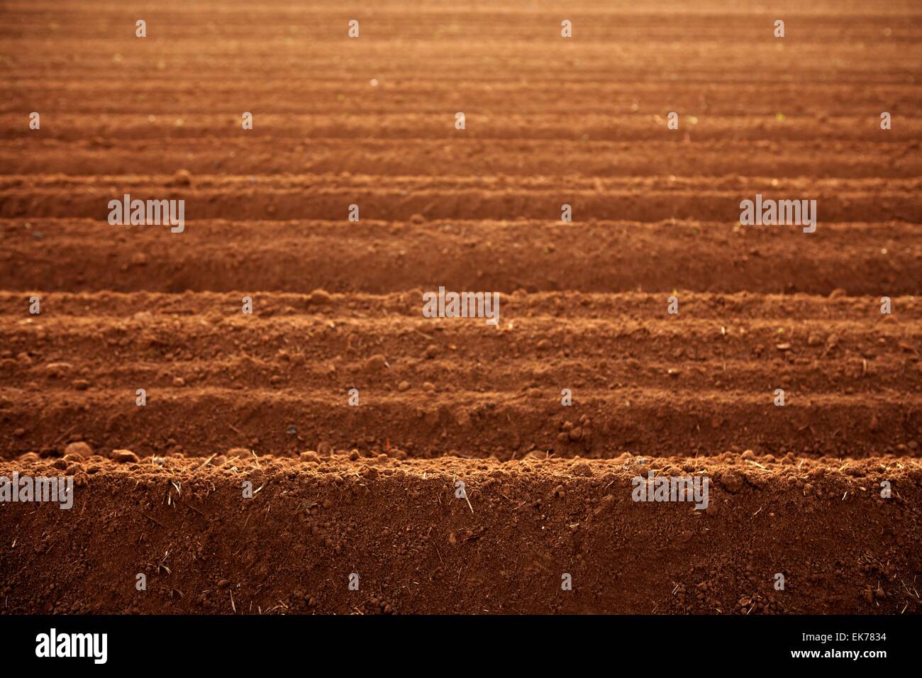 Ploughed red clay soil agriculture fields Stock Photo - Alamy