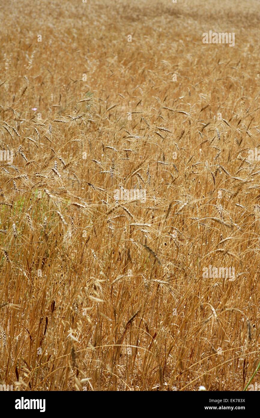 Golden yellow wheat cereal crop field texture Stock Photo - Alamy