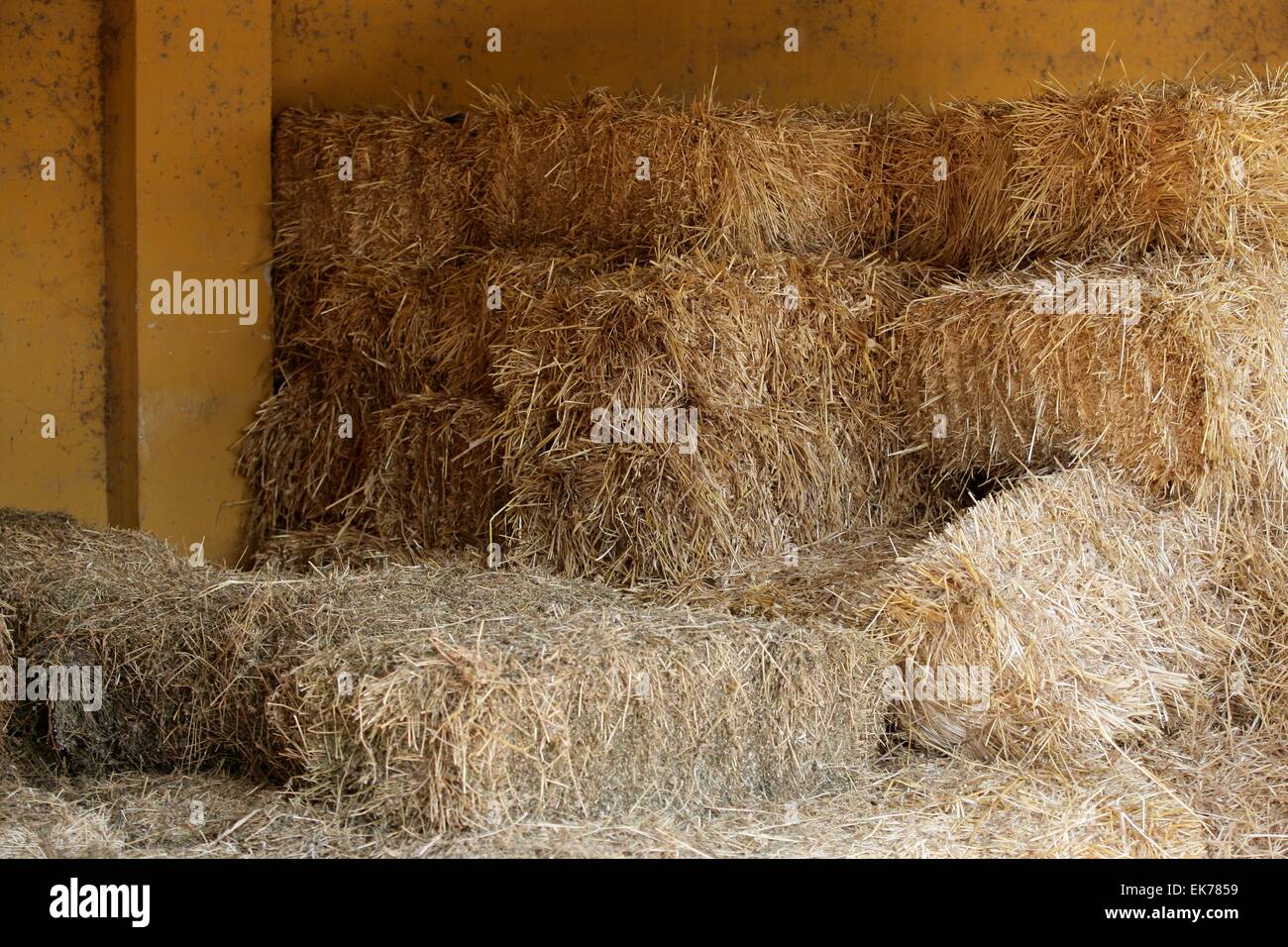 Golden straw barn stacked Stock Photo - Alamy