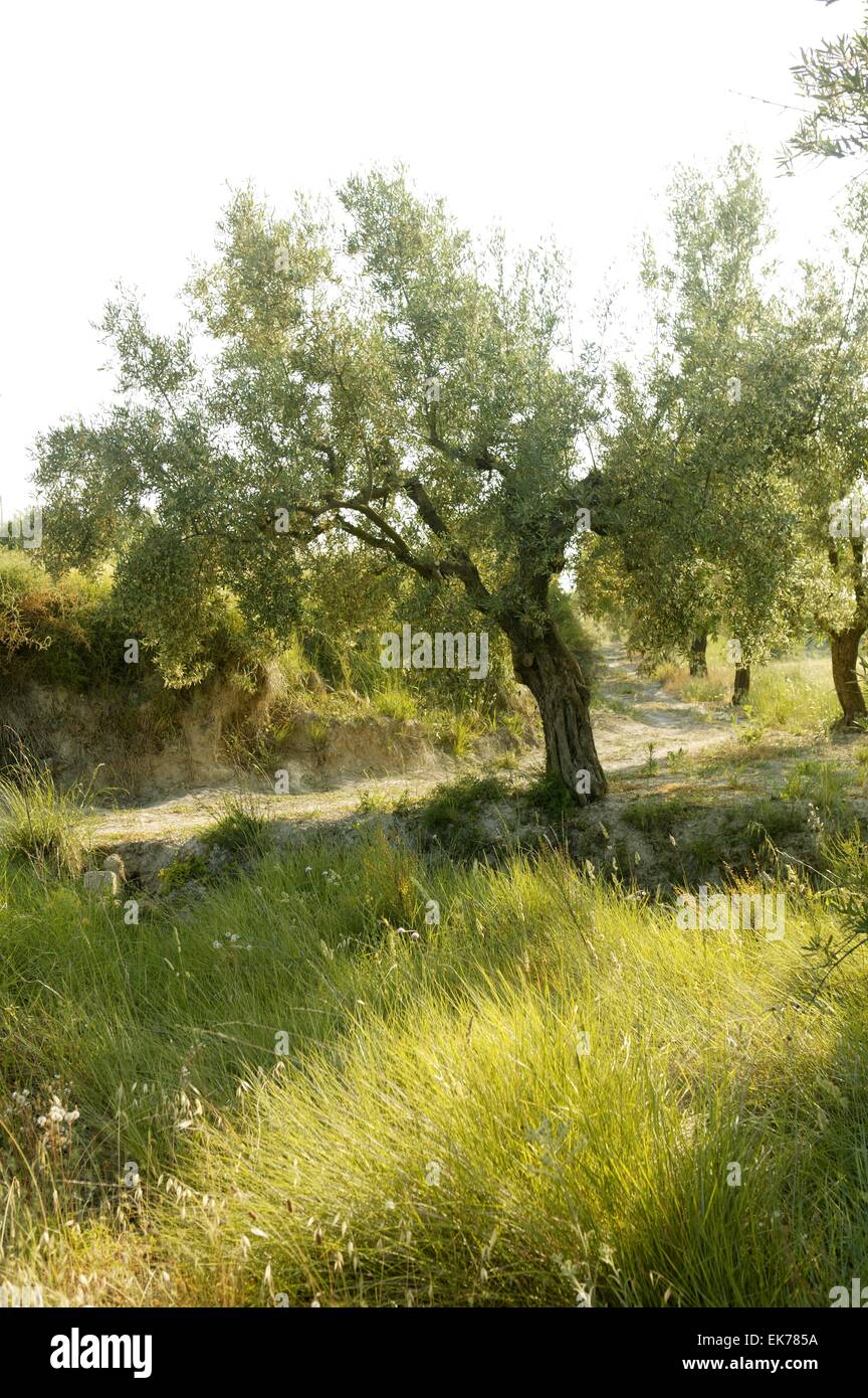 Olive tree field in Spain Stock Photo - Alamy
