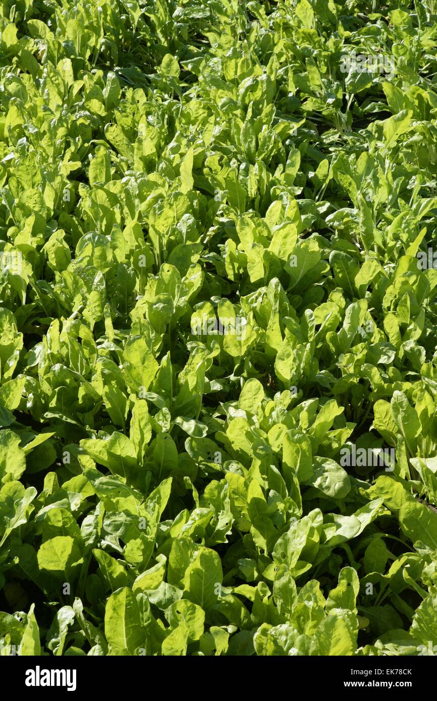 Chard vegetables field, green vivid countryside Stock Photo - Alamy
