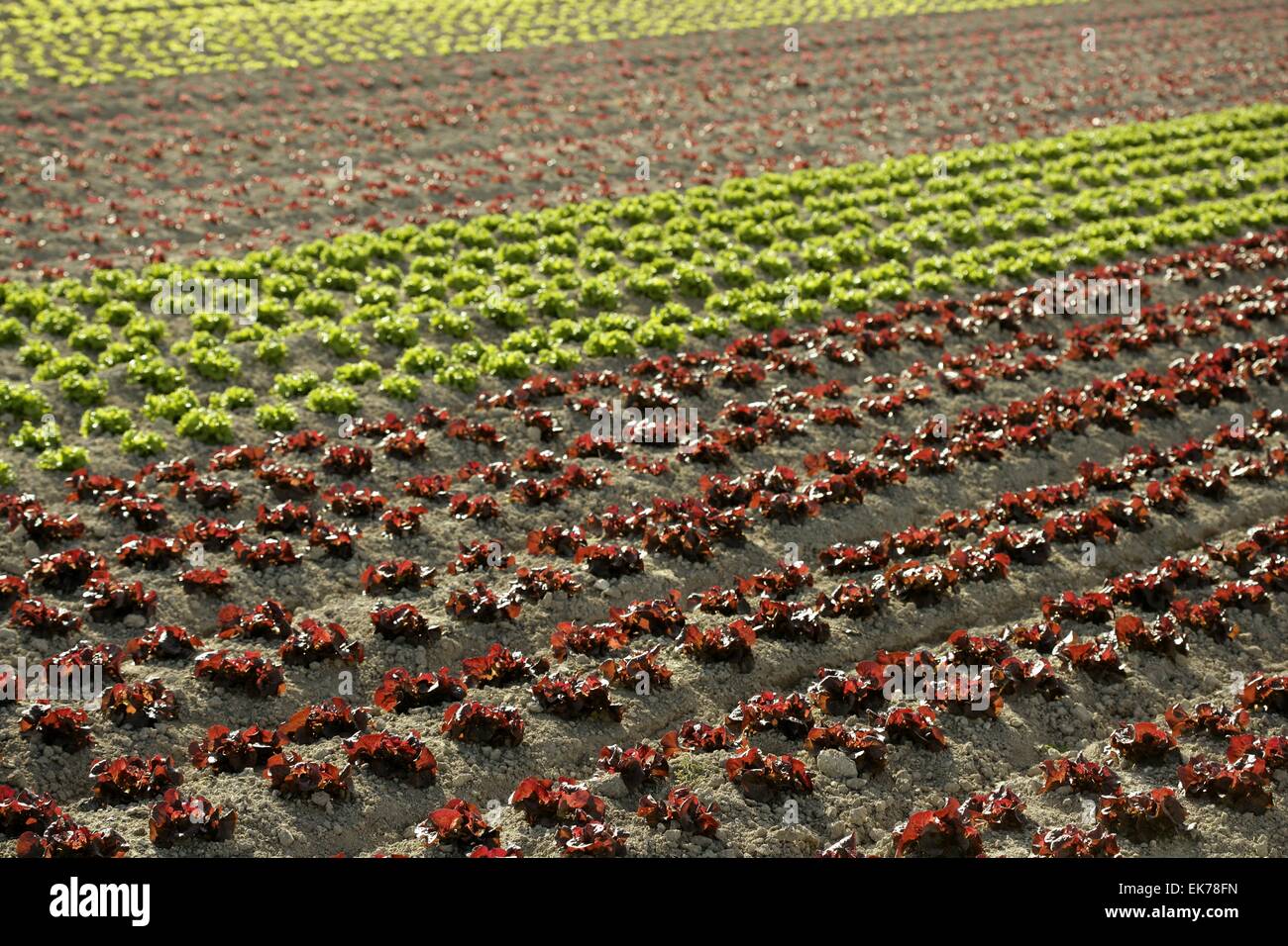 Red little baby lettuce hi-res stock photography and images - Alamy