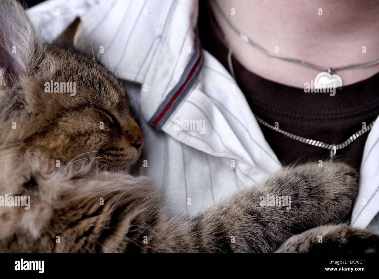 Kitten resting on chest Stock Photo - Alamy