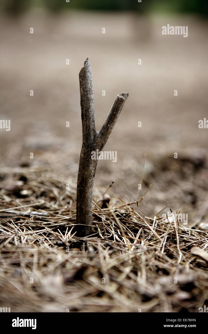 Little wood stick growing from forest floor Stock Photo - Alamy