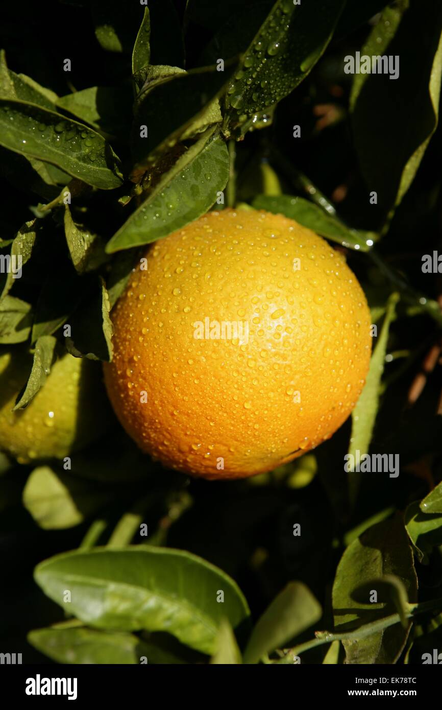 Orange hanging from a tree Stock Photo - Alamy