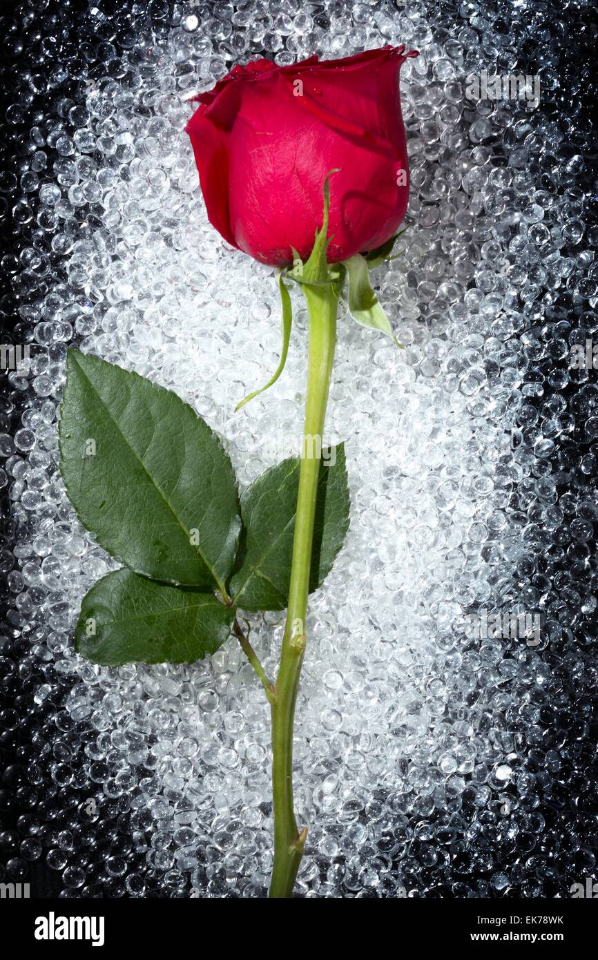 One beautiful rose over a round glass texture Stock Photo - Alamy