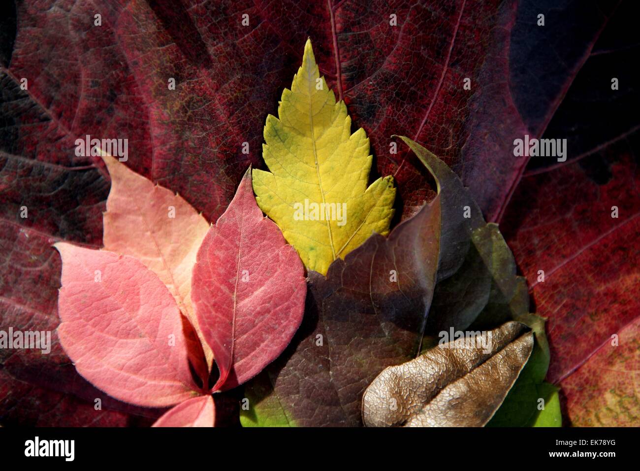 Leaves still of autumn leaves, dark wood background, fall classic ...